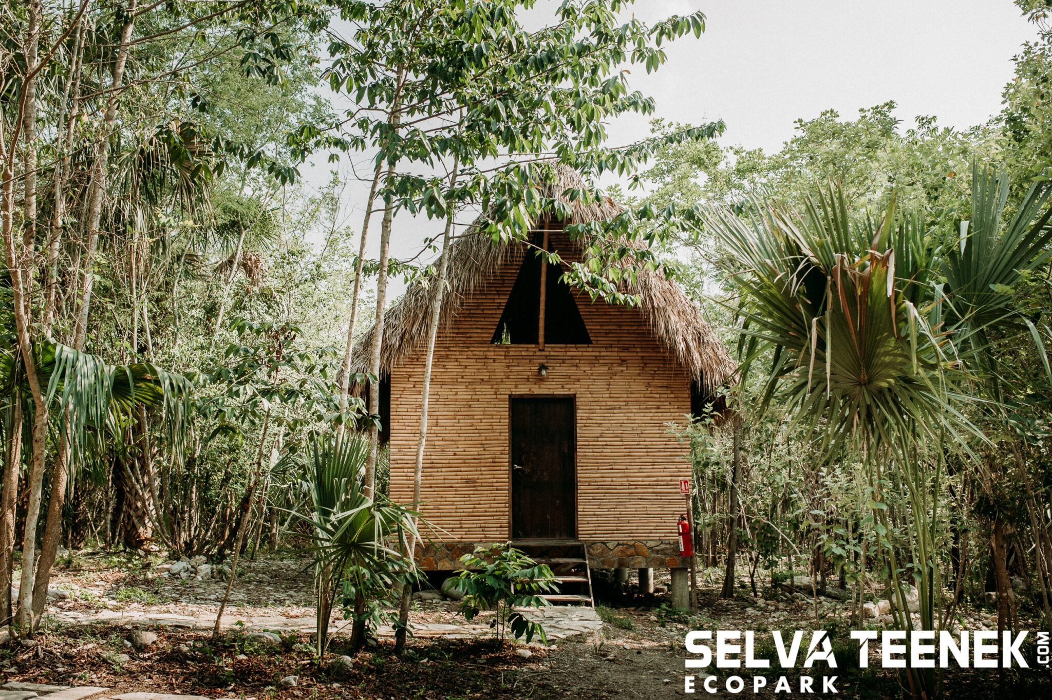 Selva Tenek, el paraíso para felinos rescatados | Maleta de viajes