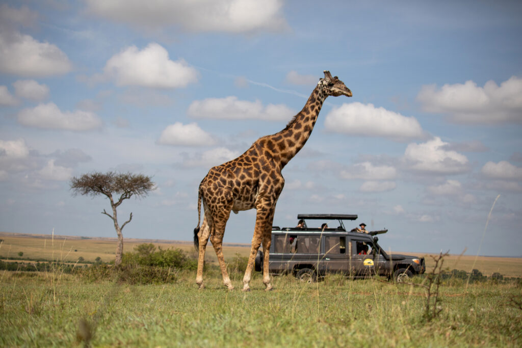Consejos para hacer un safari en África | Maleta de viajes