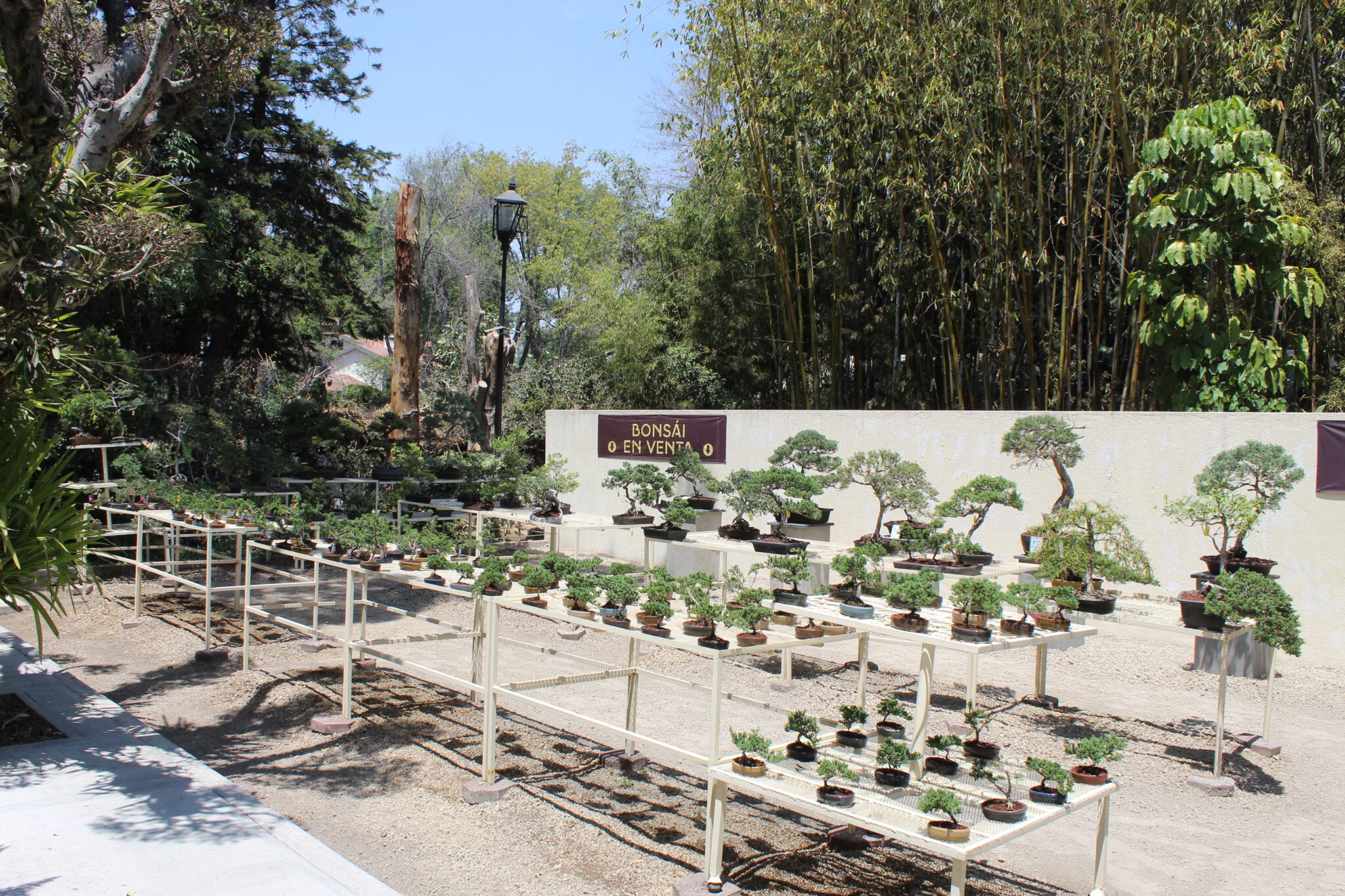 Visita el Museo del Bonsái en Atlixco Puebla | Maleta de viajes